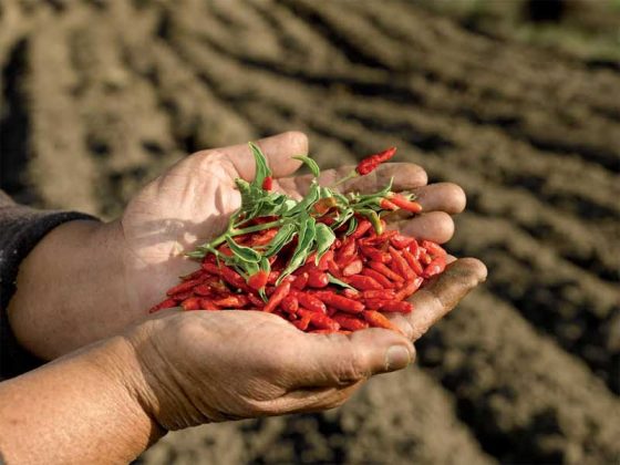 Craving for Peri-Peri: The African Bird's Eye